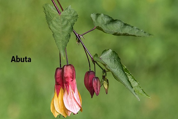Abuta là gì ? Công dụng và cách sử dụng Abuta đối với sức khỏe