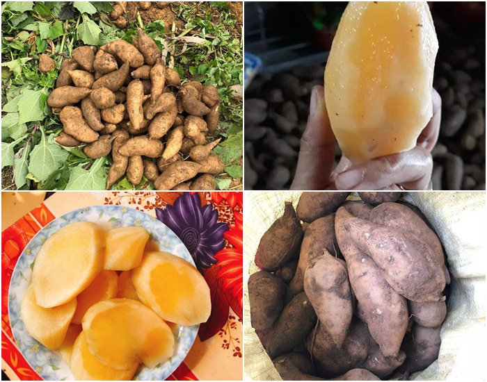 Những công dụng tuyệt vời của cây sâm đất đối với sức khỏe