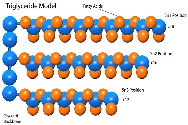Tìm hiểu về chỉ số Triglyceride