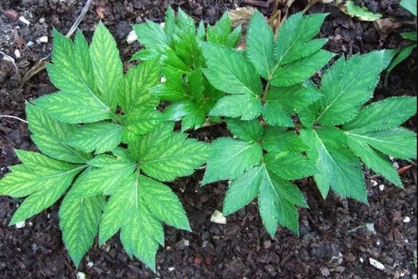 Bật mí những lợi ích của thảo dược Ashitaba đối với sức khỏe