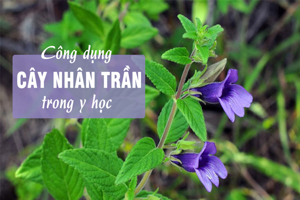 Một số bài thuốc dân gian điều trị bệnh có nhân trần