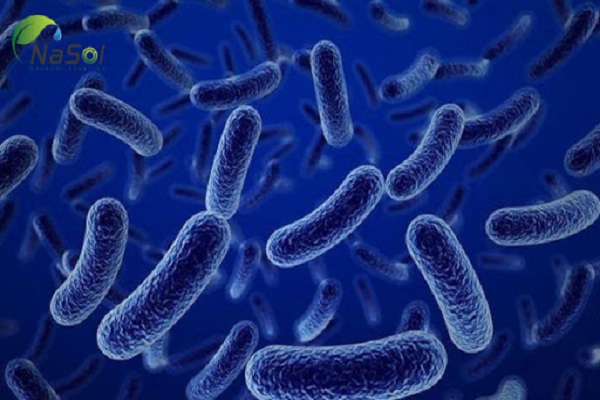 Những công dụng của thảo dược Bacillus Coagulans đối với sức khỏe