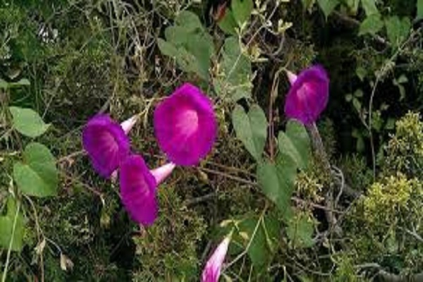 Thuốc Mexican scammony và cách dùng an toàn cần nắm