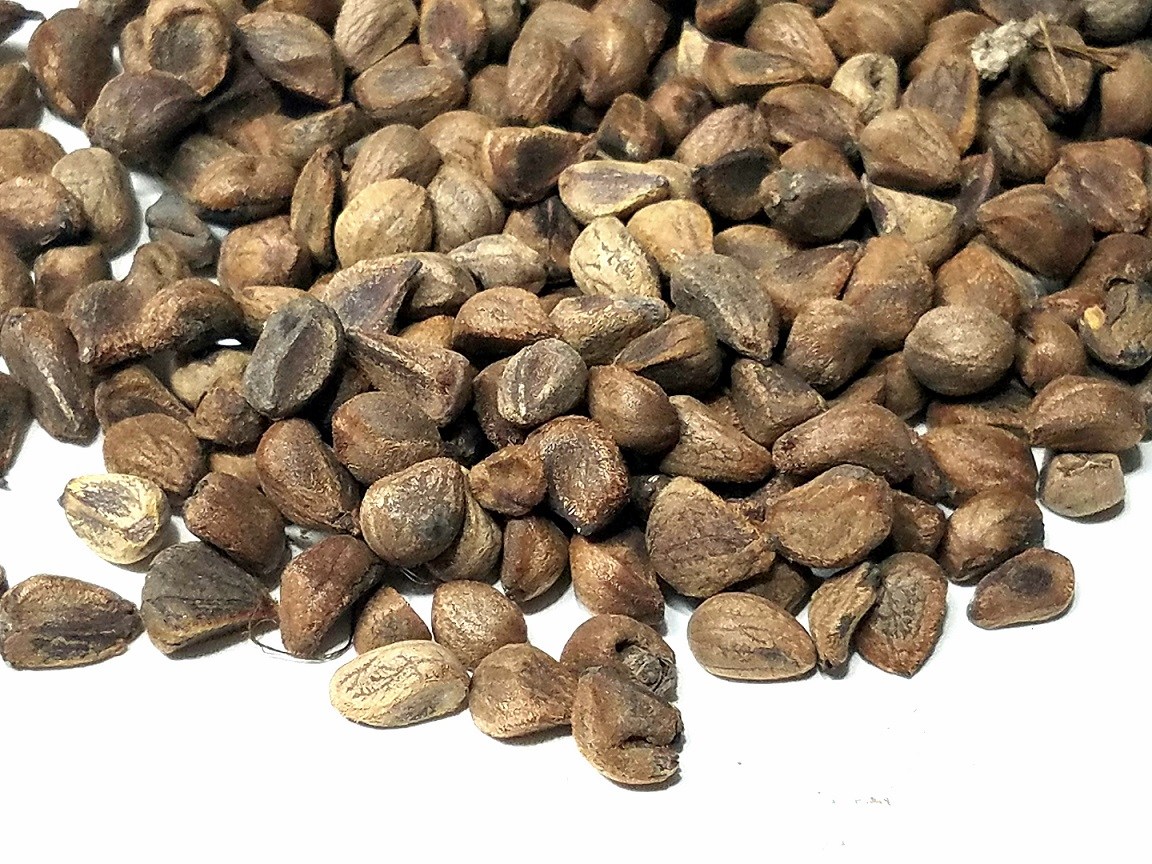 Hawaiian baby woodrose: Công dụng, Liều lượng & Cách sử dụng an toàn