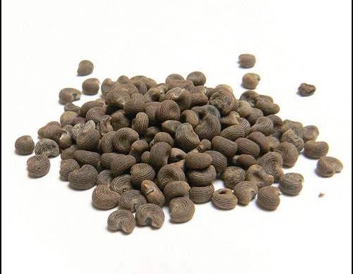 Tìm hiểu những công dụng của thảo dược Ambrette