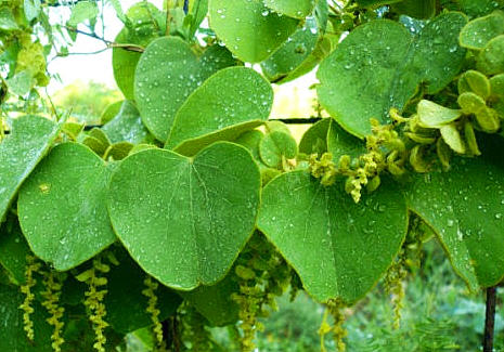 Abuta là gì ? Công dụng và cách sử dụng Abuta đối với sức khỏe