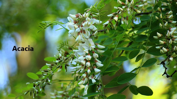 Tổng hợp những lưu ý quan trọng khi dùng Acacia Rigidula
